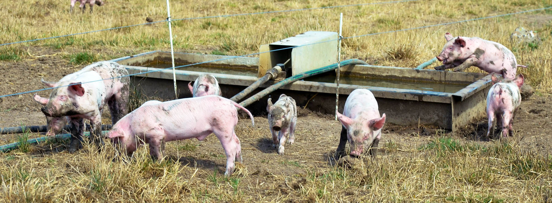 MT MERCER PORK - OUTDOOR BRED