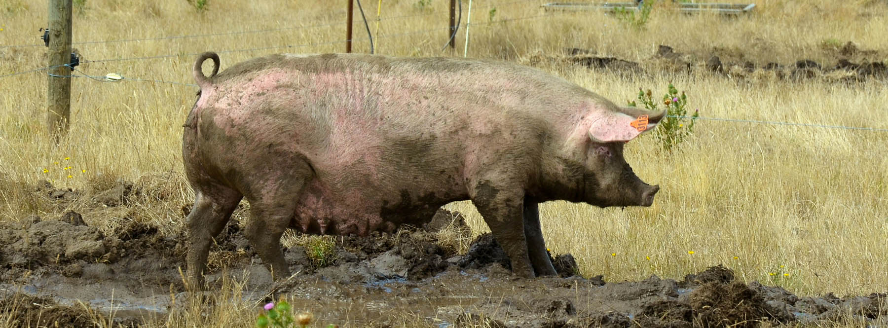MT MERCER PORK - OUTDOOR BRED